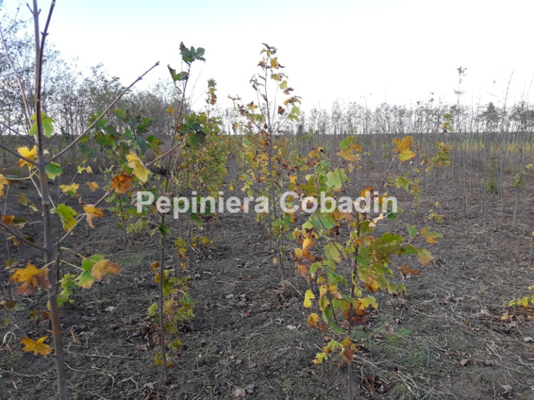 Acer platanoides – Paltin de camp, artar: Pepiniera Cobadin Constanta